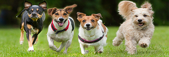 Amica Mutual Insurance